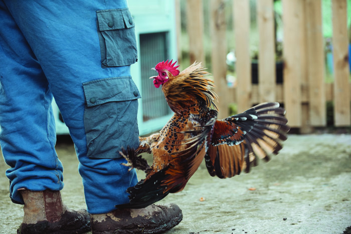 Selective Breeding Examples: Reasons for Culling Critters - Grit